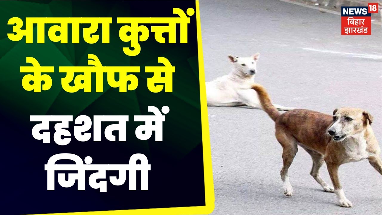Bihar News: आवारा कुत्तों के खौफ से दहशत में जिंदगी | Dog Attack ...