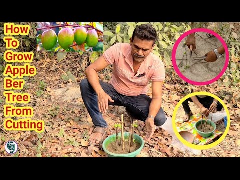 Unique Growing Technique Apple Ber Trees Frome Cutting শিখে নিন কুল বরই ...