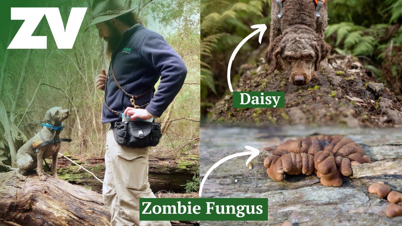 What do zombie fingers smell like? Detection Dog Daisy is on the scent ...