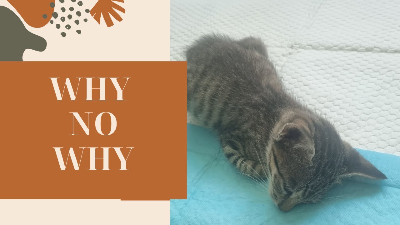 Almost Dead Cat saved by this amazing Family - YouTube