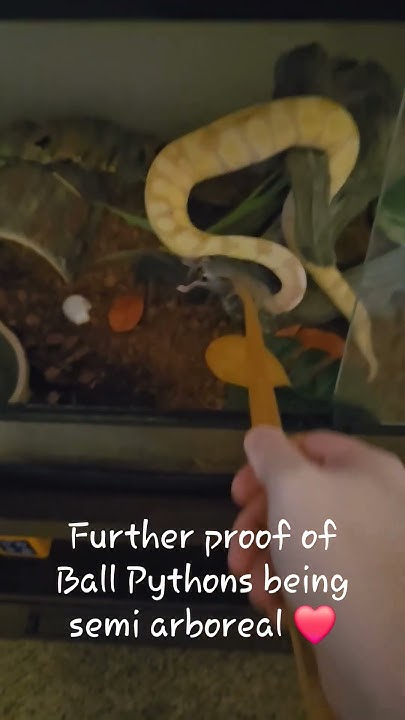 Ball python are indeed semi arboreal ️ #reptile #snake #feeding # ...