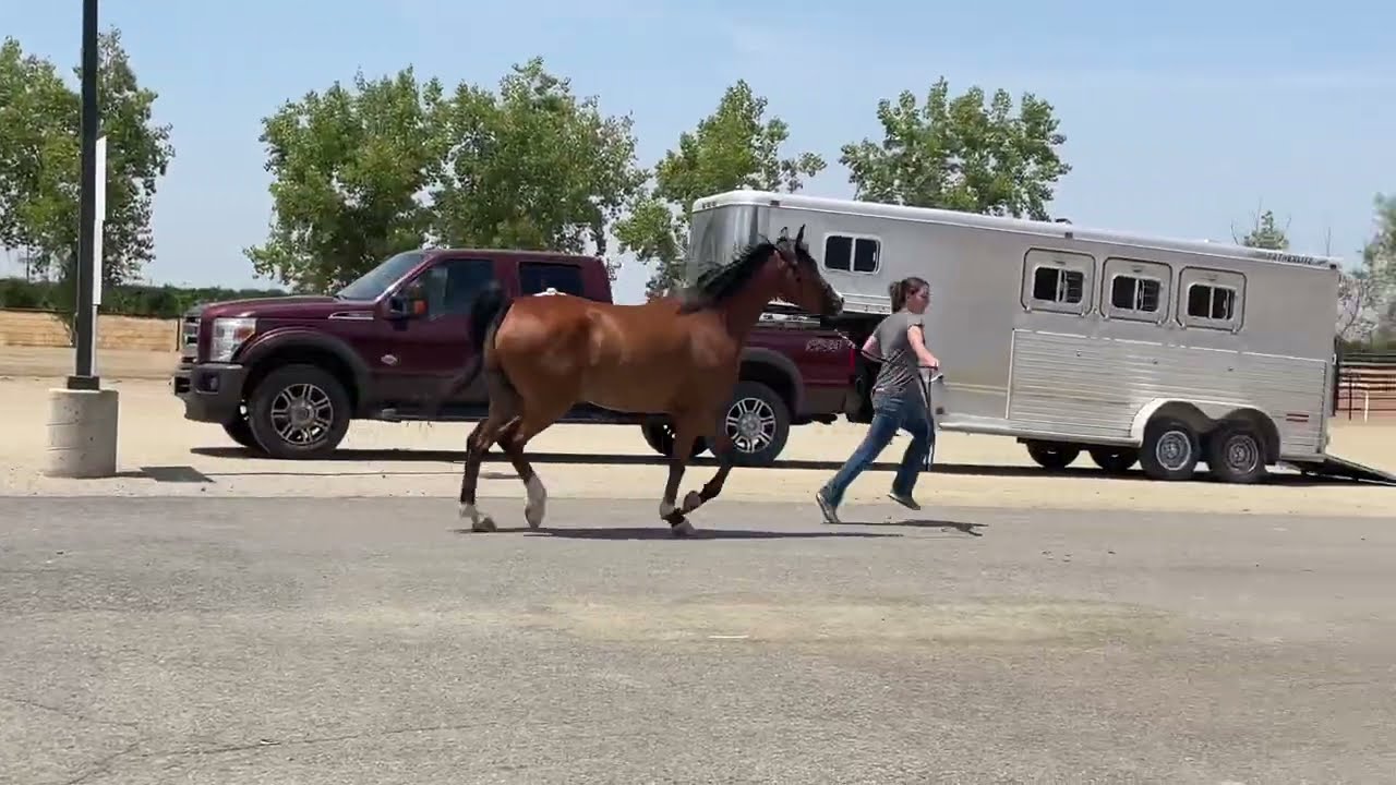 Jazz lameness trot out Aug 4 - YouTube