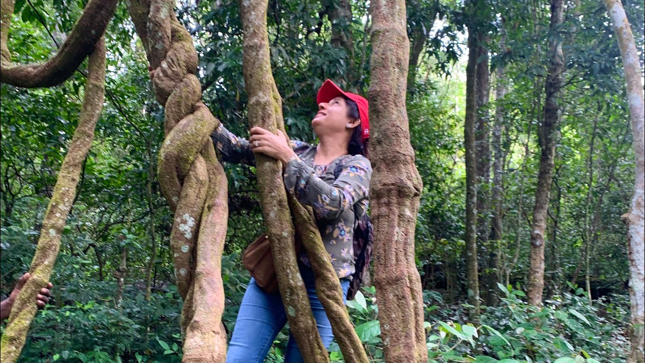 Periyar Tiger Reserve | Bamboo rafting | Full day | Jungle trek - YouTube