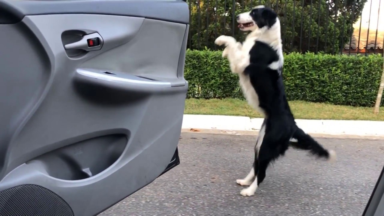 Dog Does The KiKi Challenge - YouTube