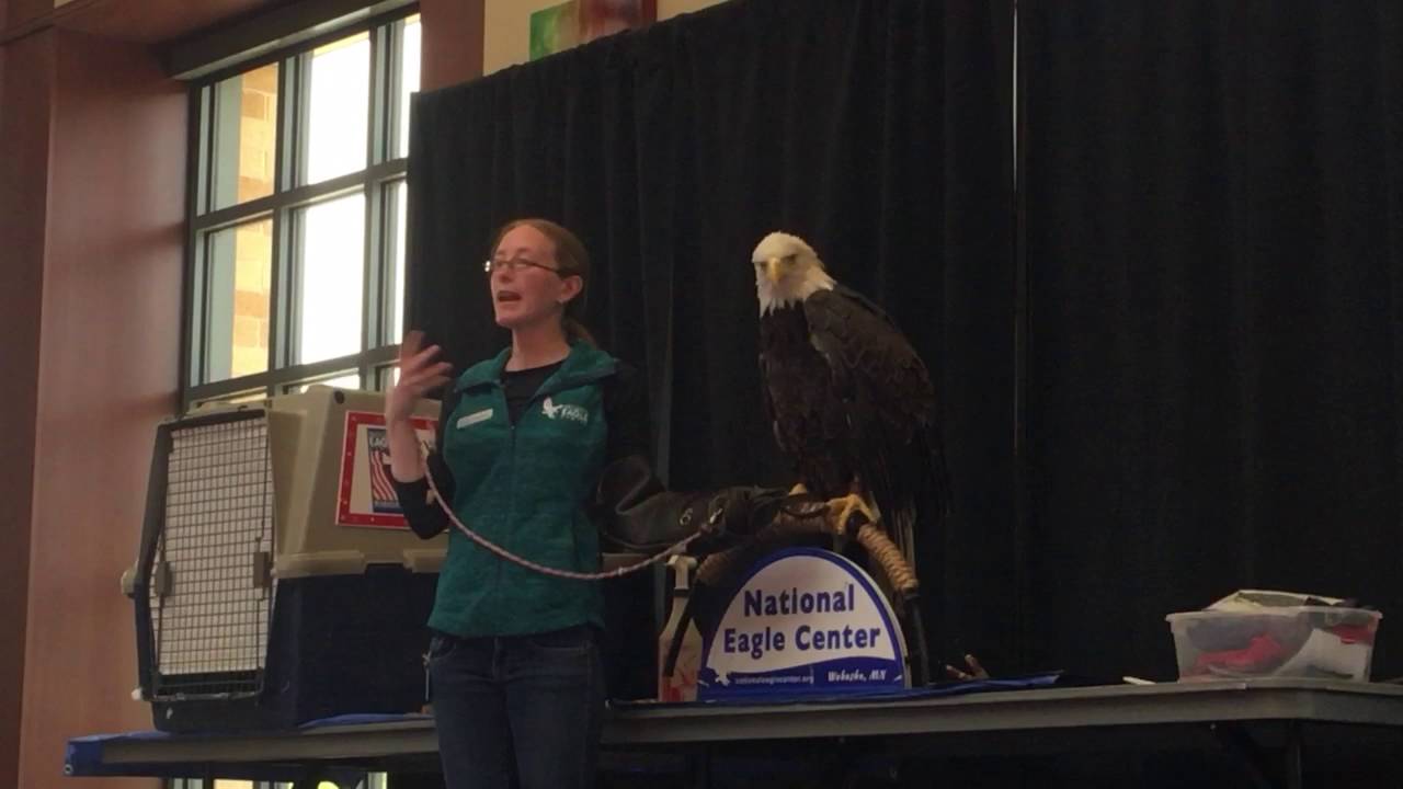 Angel the Eagle Visits West Bend - YouTube