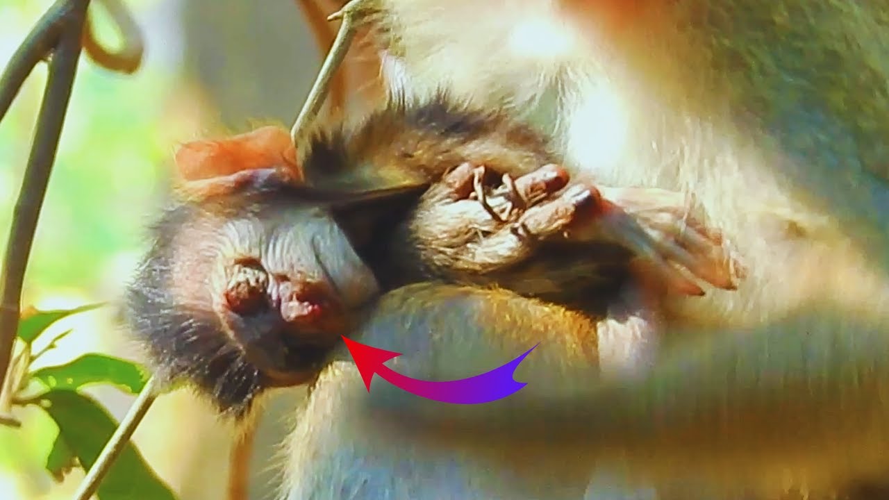 Poor Baby Monkey is gone. Long video monkey - YouTube