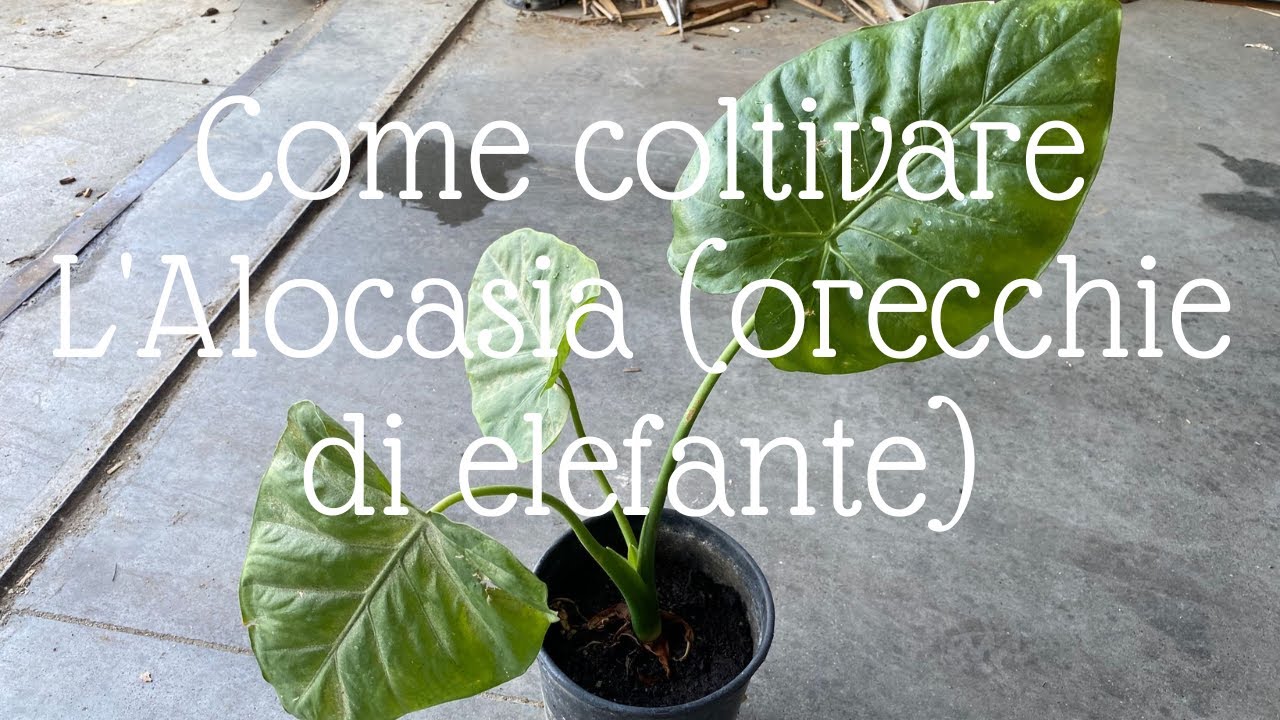 ORECCHIE DI ELEFANTE: come coltivare la stupenda pianta tropicale ...