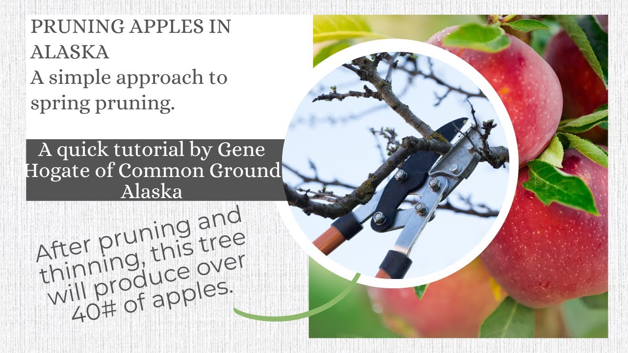 PRUNING APPLE TREES IN ALASKA - YouTube