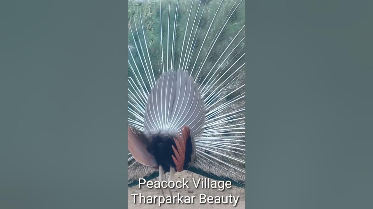 Dancing Peacock & Flying Peacock Voices I #peacockdance #peacock #peacockvillage #naturewonders ...