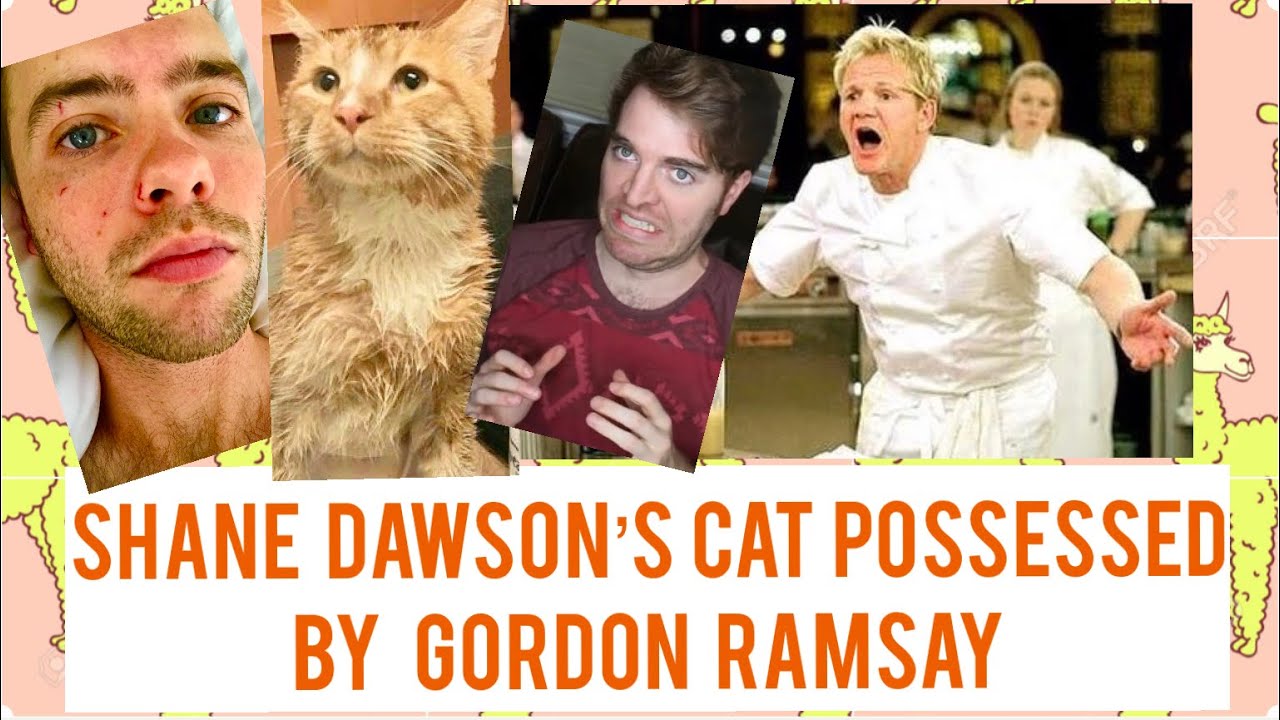 SHANE DAWSON’S CAT POSSESSED BY GORDON RAMSAY - YouTube