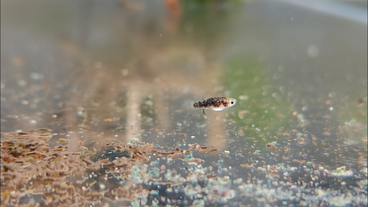 Primeras crias de peces en el criadero . - YouTube