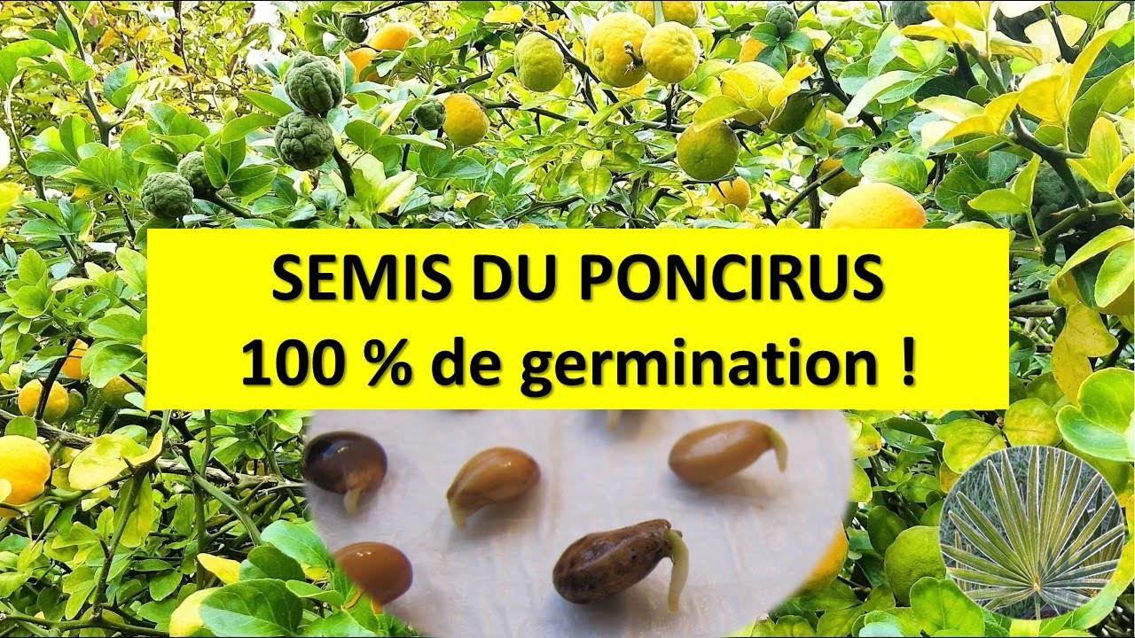 Méthode rapide de semis du poncirus trifoliata 🍋 - YouTube