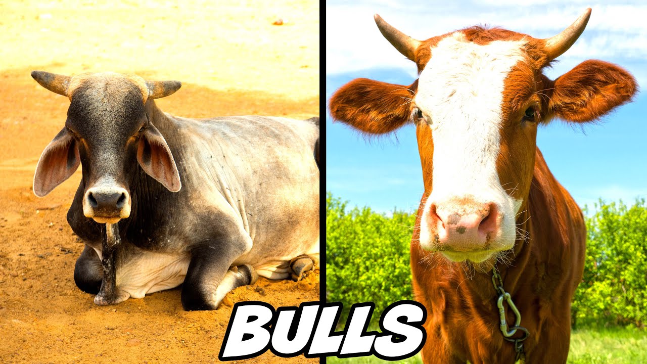 10 BULL FACTS - YouTube
