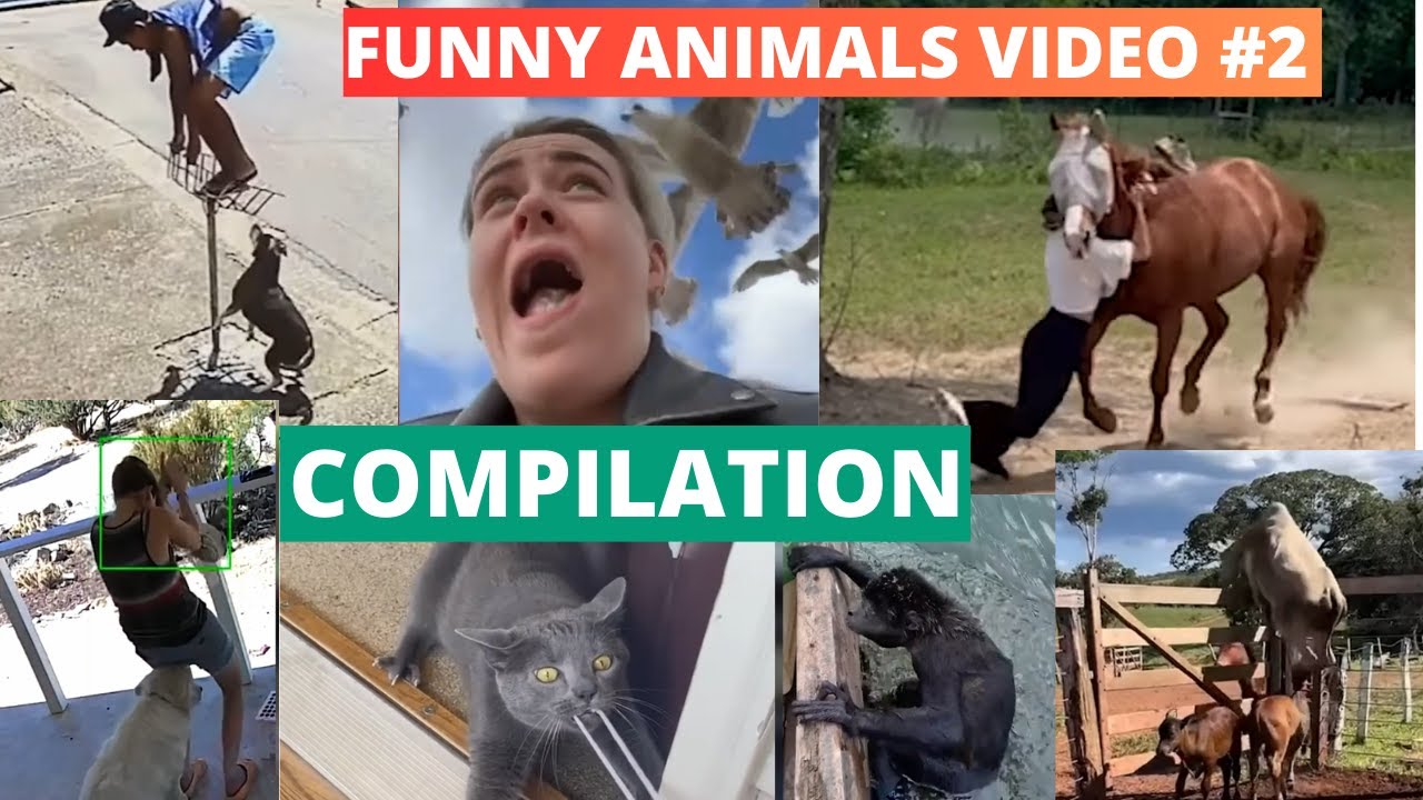 🐾 Funny Animal Moments That Will Make You Laugh Out Loud!** - YouTube