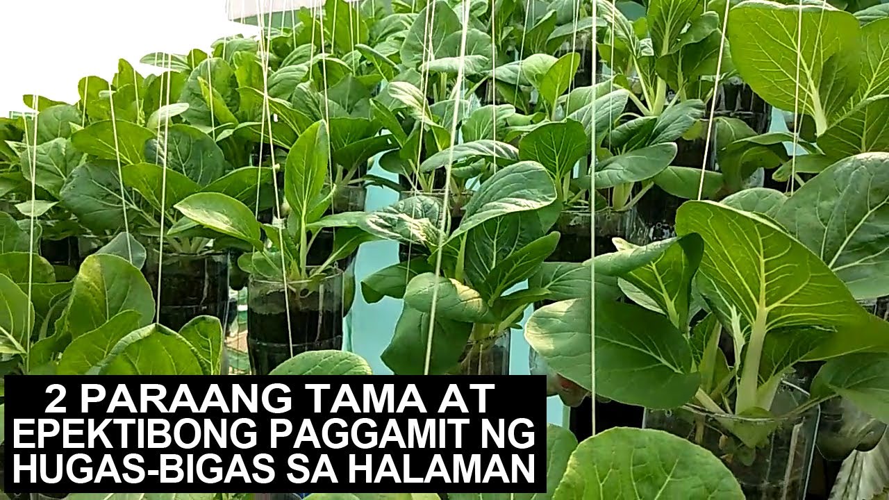 2 Paraang Tama At Epektibong Paggamit Ng Hugas-Bigas Sa Halaman I ...