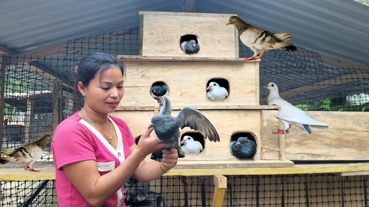 How to make a wooden pigeon coop - Build a farm - Lý Thị An - YouTube