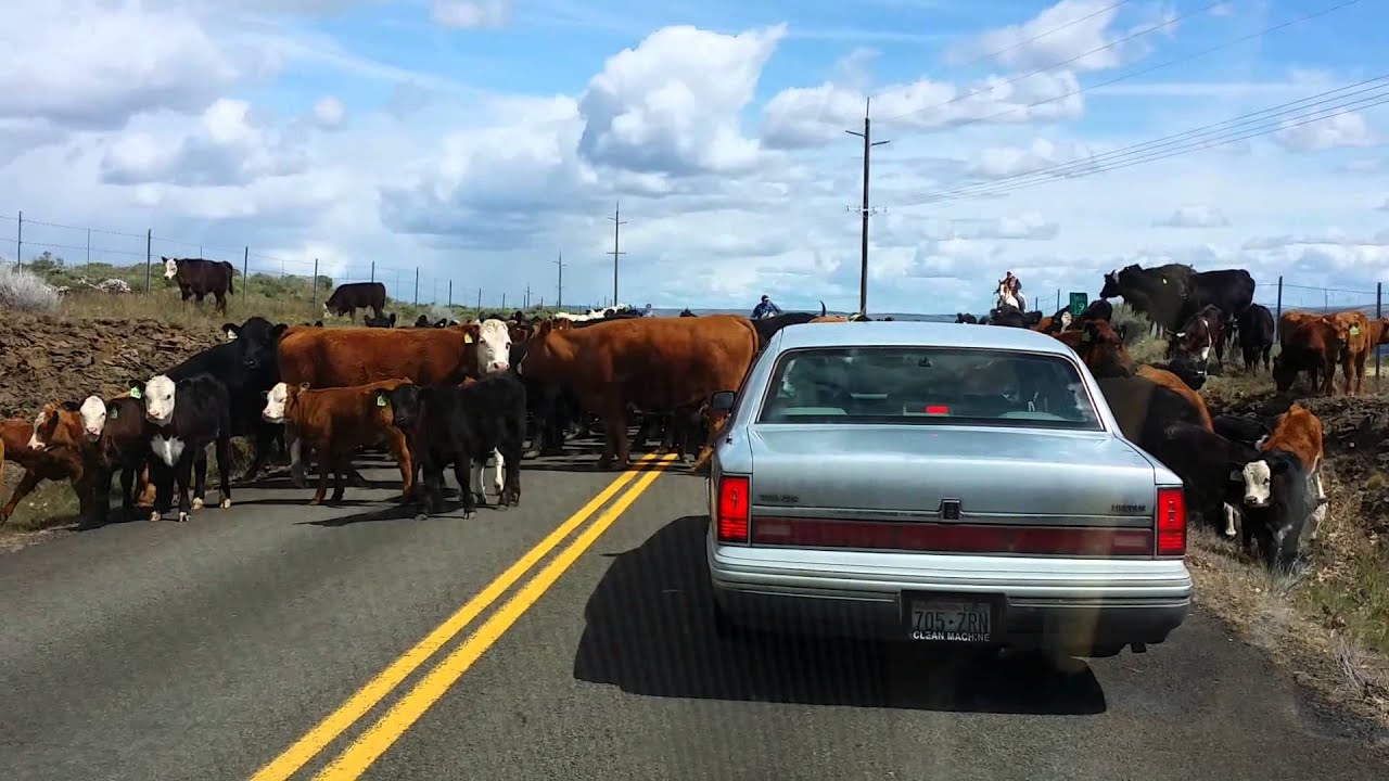 Cow Drive on Bickleton Highway - YouTube