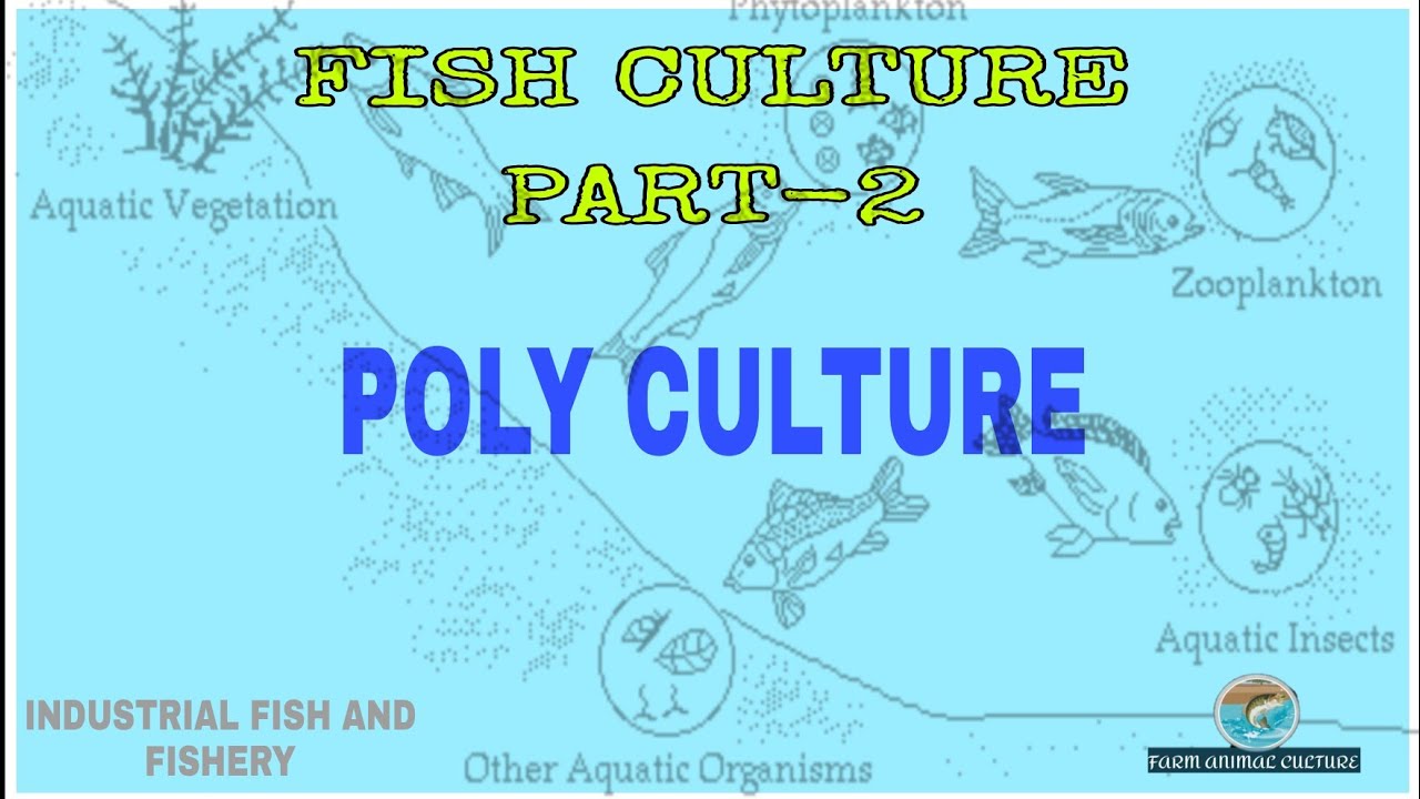 Fish culture : POLY CULTURE (part-2/3) || Industrial fish and fisheries ...