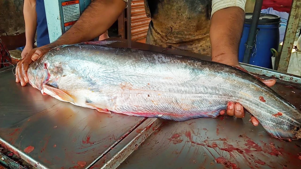 Monster Size Boal fish cutting Skills In Fish Market Bangladesh ...