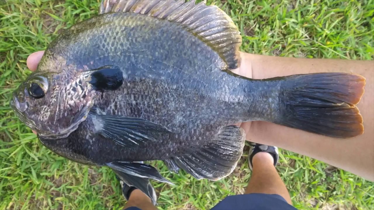 Florida FWC BigCatch certificate award size Bluegill, Redbreast Sunfish ...