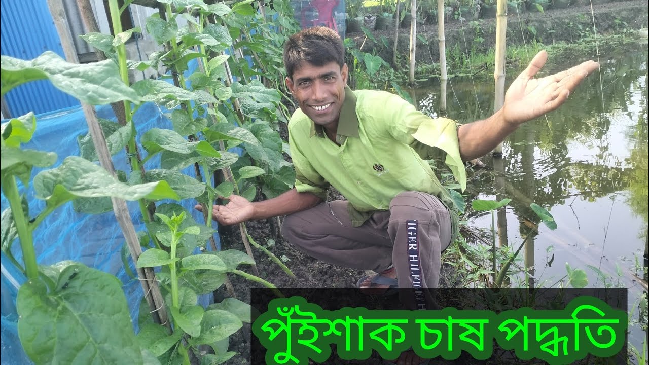 পুঁইশাক চাষ পদ্ধতি।।Cultivation method of rice@Agroone1 - YouTube