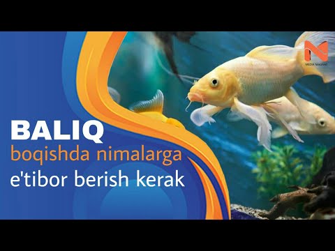 Akvariumda baliq boqish qoidalari haqida bilib oling!