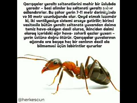 Qarışqalar haqqında bilmədikləriniz