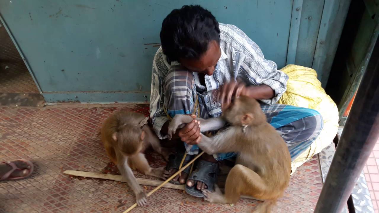 Indain Madari and his monkey on a local india train. - YouTube
