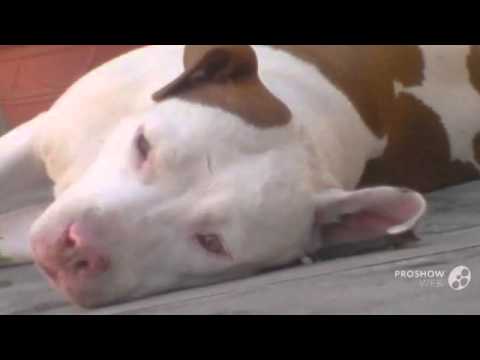 African Pitbull Dog breed - YouTube