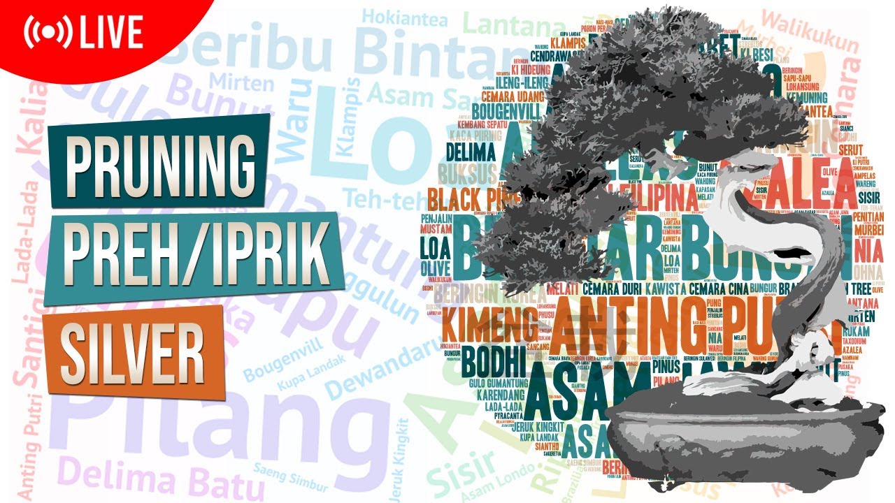 🔴 [LIVE] Pruning Bahan Bonsai Preh/Iprik Silver - YouTube