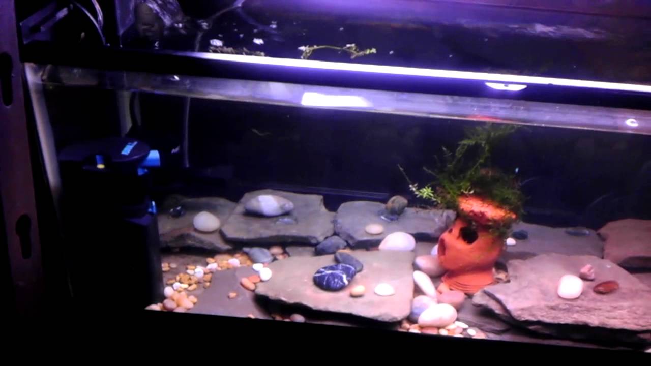 20L River Tank w/ Hillstream Loach - YouTube