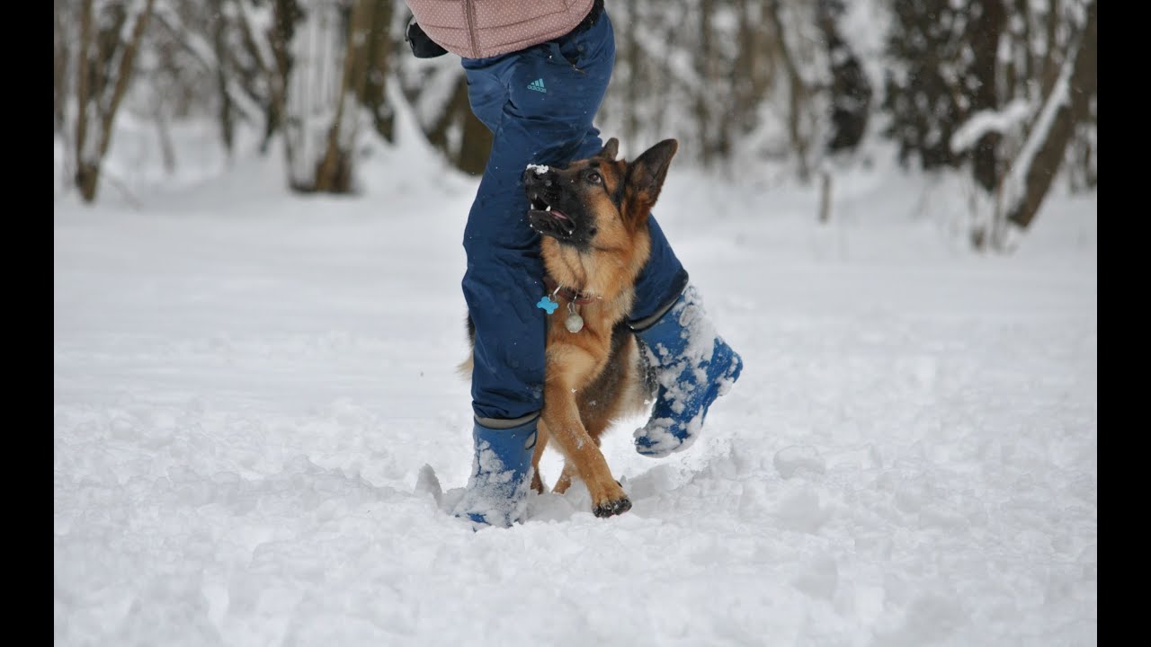 German Shepherd Maxi (tricks) - YouTube