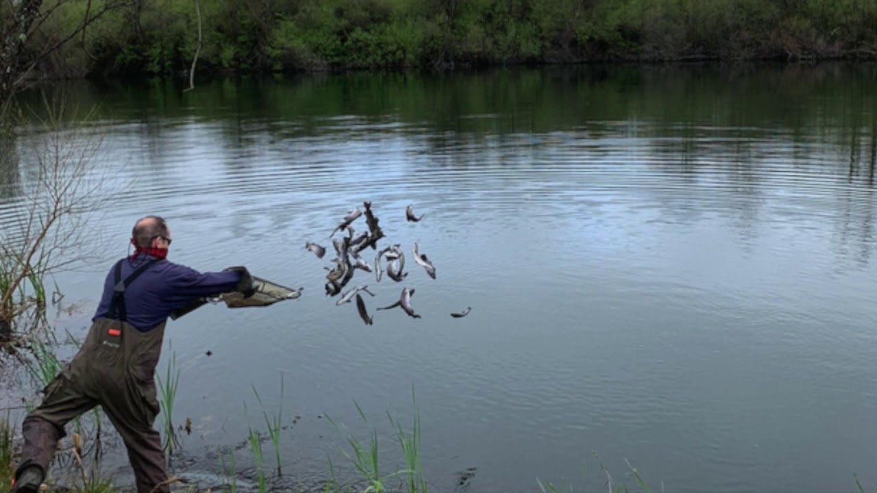 Fish Stocking Chet's Pond Branford,CT - YouTube