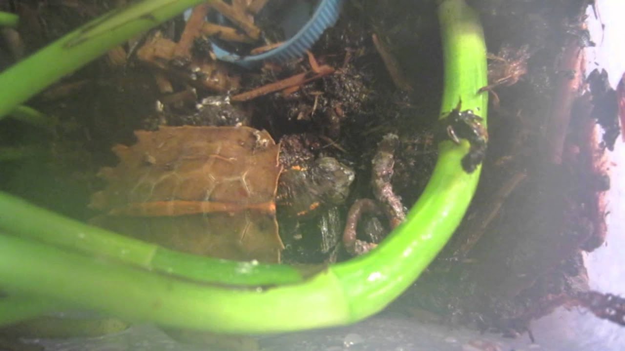First Ever Footage of Hatchling Vietnamese Wood Turtle Eating - YouTube