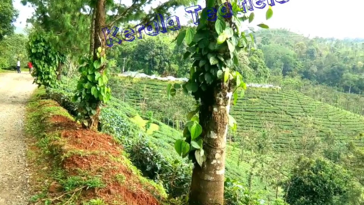 Periya peak tea field in kerala || Periya Peak || Periya Peak Tea ...