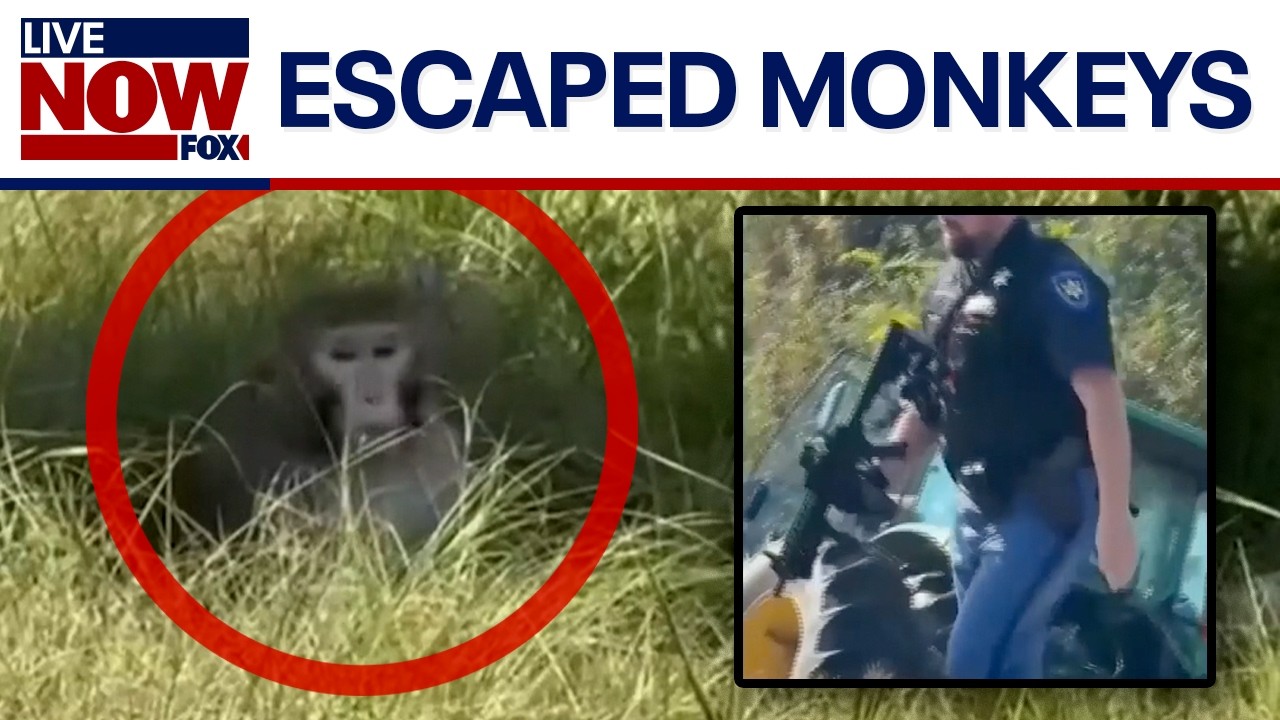 BREAKING: Lab monkeys on the loose in Mississippi - YouTube