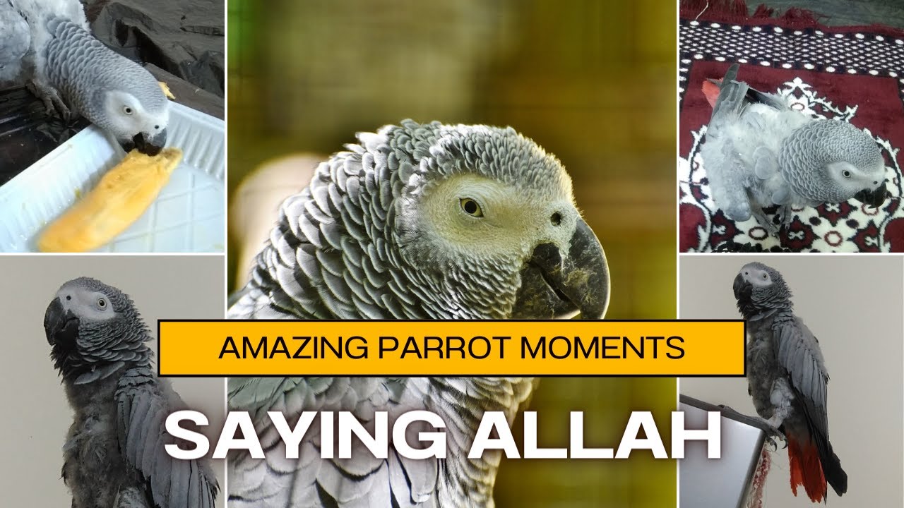 Parrot Praying Namaz, Eating Mango & Saying Allah |Cute and Talented ...