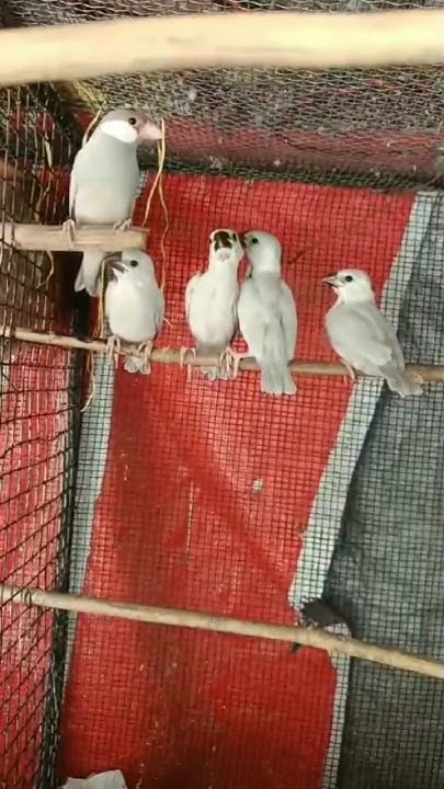 Grey and white Java ki breeding progress and bacche🐦🐦#javasparrow # ...
