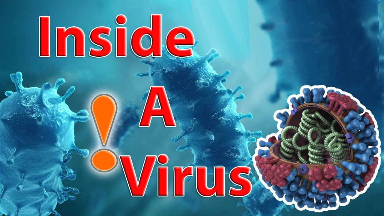 What's Inside a Virus? | How do they work? - YouTube