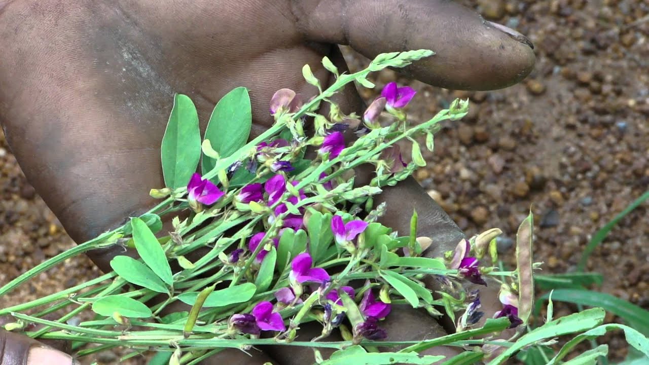 Botanicals for Little Leaf of Brinjal- Pankaj Oudhia's TAgri.K ...