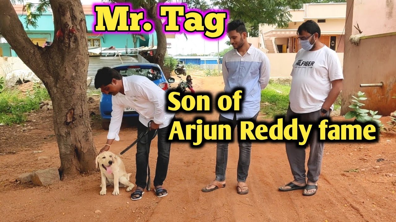Mr. Tag The Labrador Puppy | Son of Arjun Reddy fame | dog training in ...