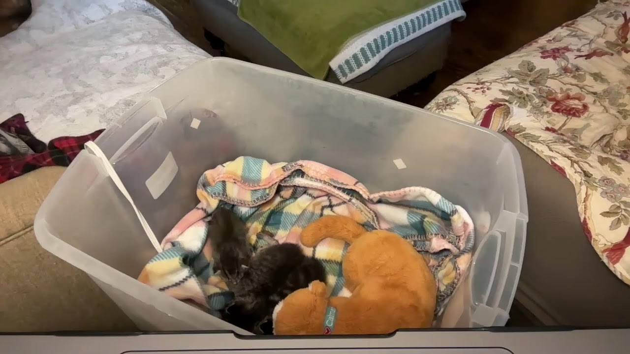 LIVE Kitten Cam!! - YouTube