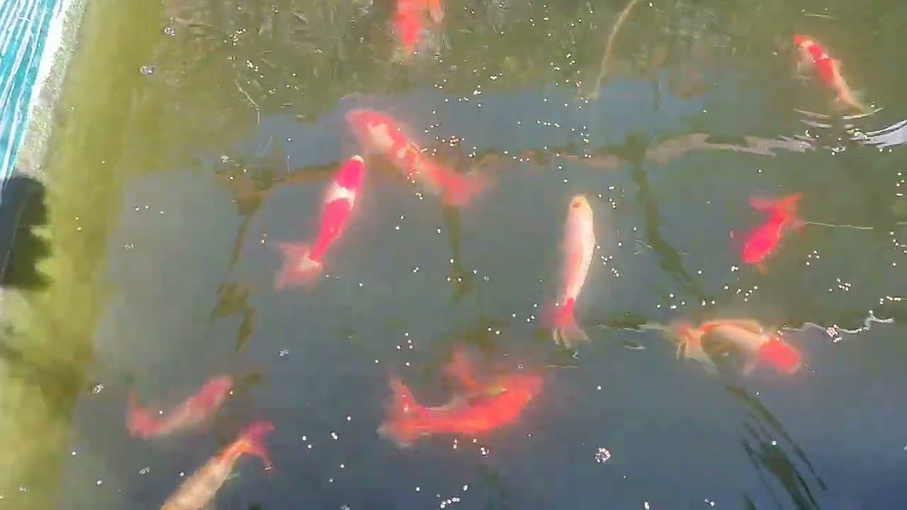 Wakin Goldfish Autumn Impressions - YouTube