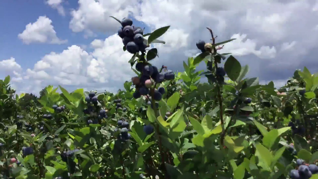 A Visit to a Great Blueberry Field Tour - YouTube
