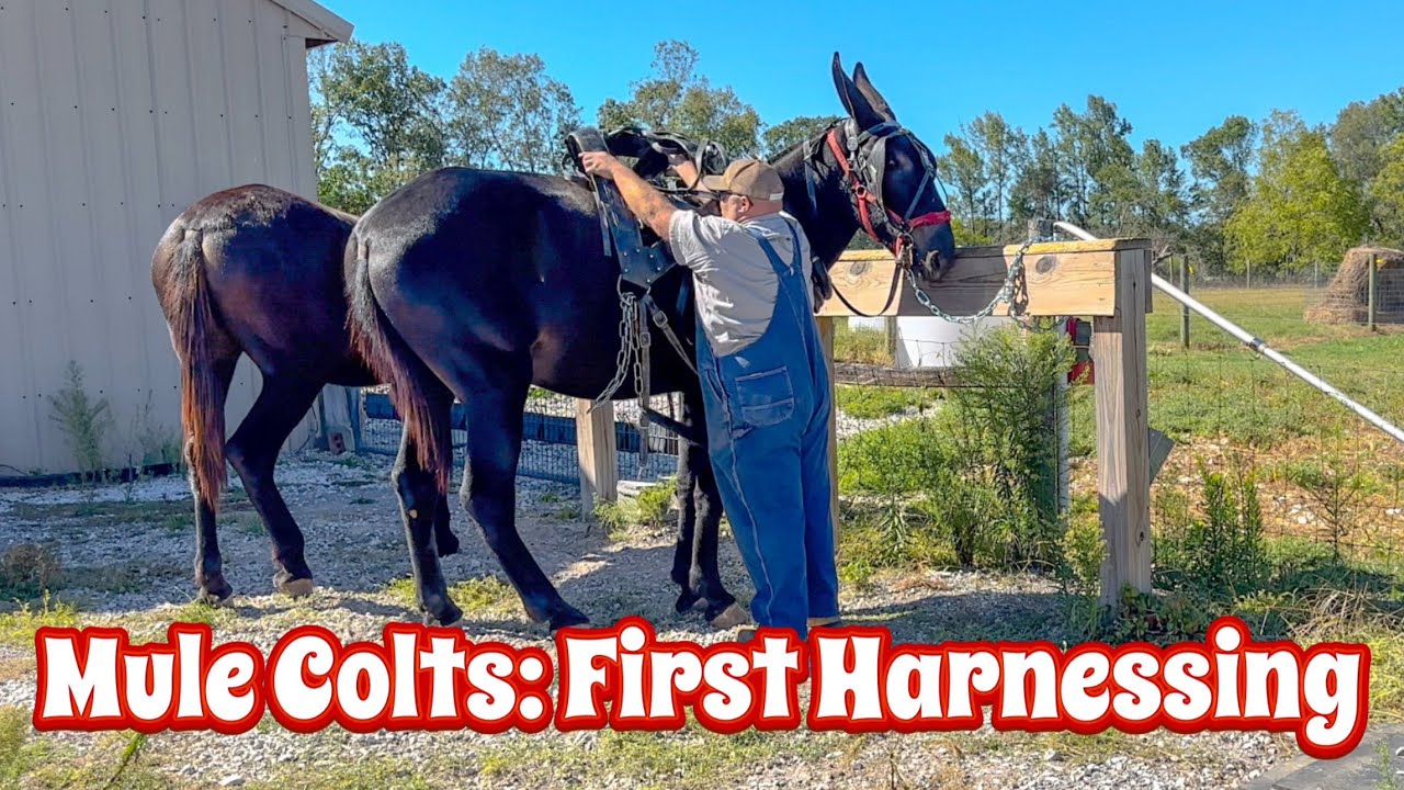 THEIR FIRST TIME HARNESSING: TRAINING DRAFT MULES #142 - YouTube