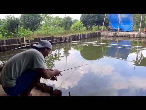 #Master agus mancing di empang sangat seru - YouTube