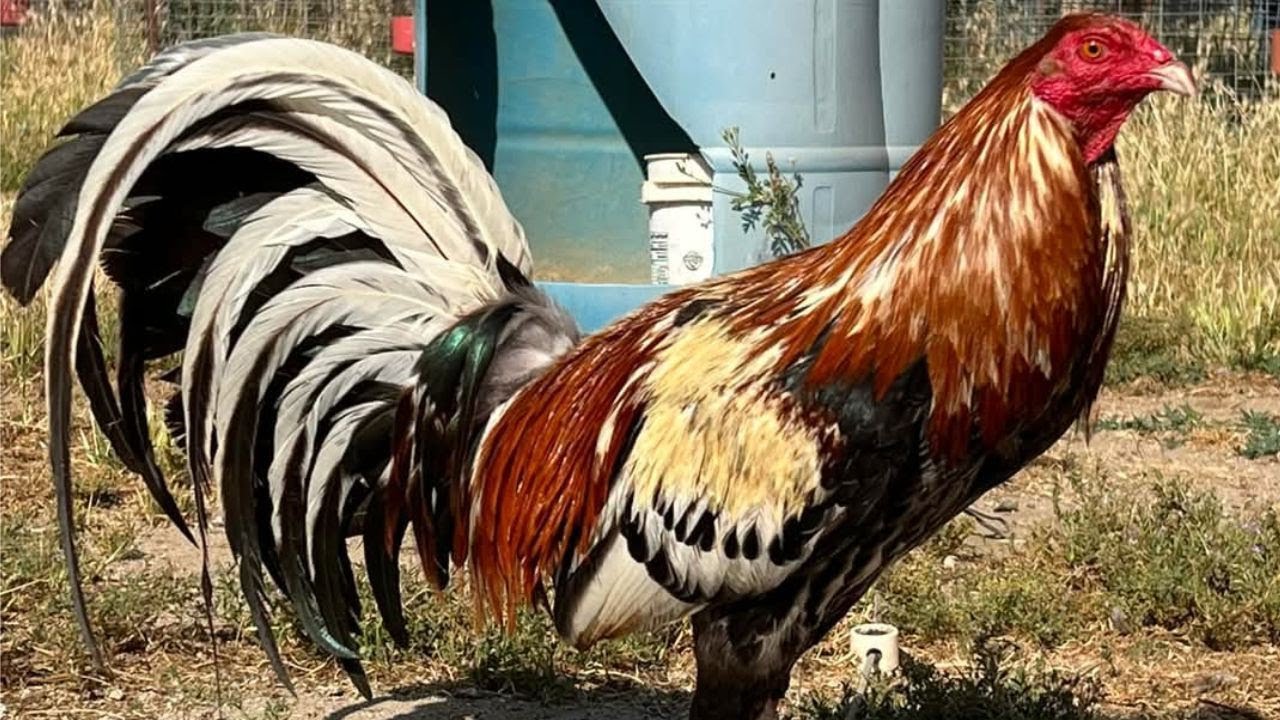 Beautiful Color Birds Breeding Pens Frank Brizuela Pumpkin Farm - YouTube