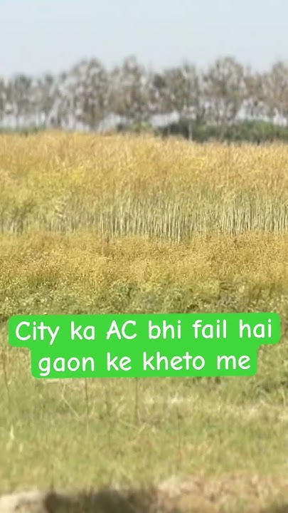 Gaon ke khet ke samne sb fail h kya kahte ho 😊 #village #explore #gaon #india - YouTube