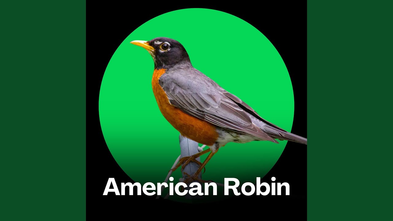 American Robin Cheerful Trill - YouTube