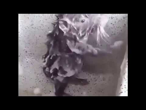 Yıkanan Fare- Sanki insan